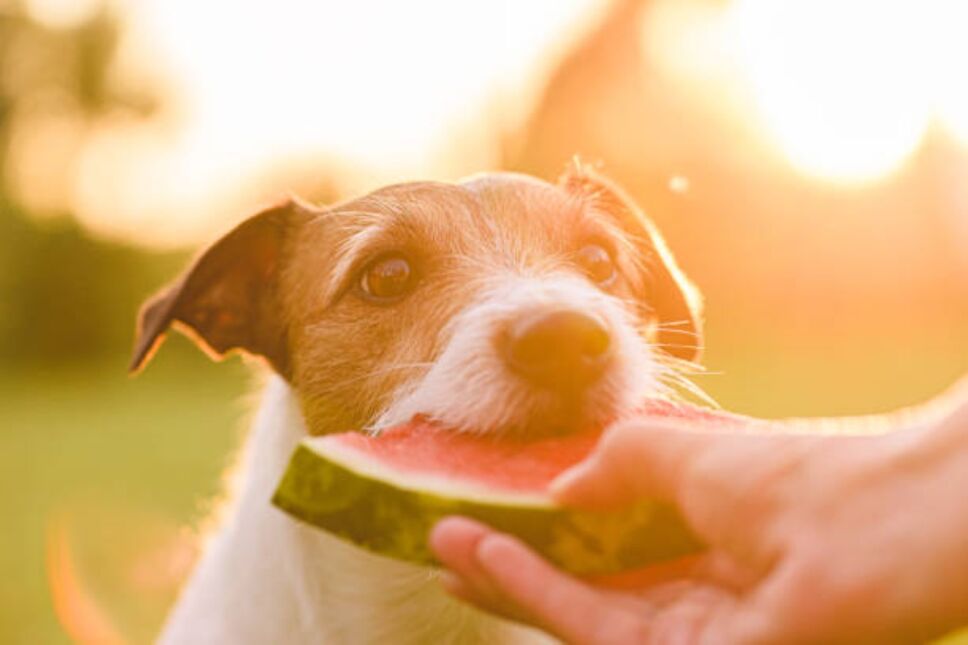 Cuáles frutas son seguras para los perritos