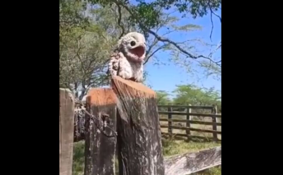 Video de un “pájaro fantasma” se viraliza