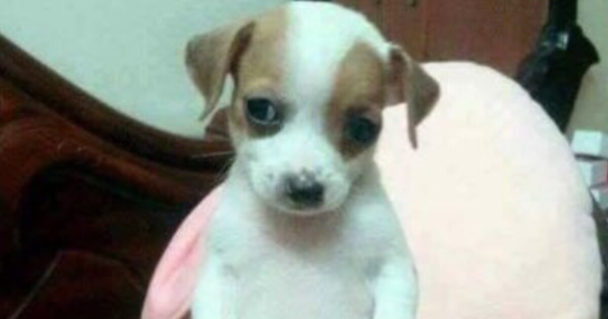 Conoce el origen del perrito panzón y sus mejores memes