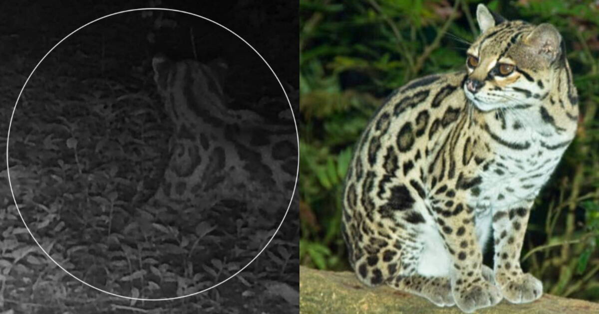 Avistamiento de margay en Morelos: ¿Cuáles son las características ...