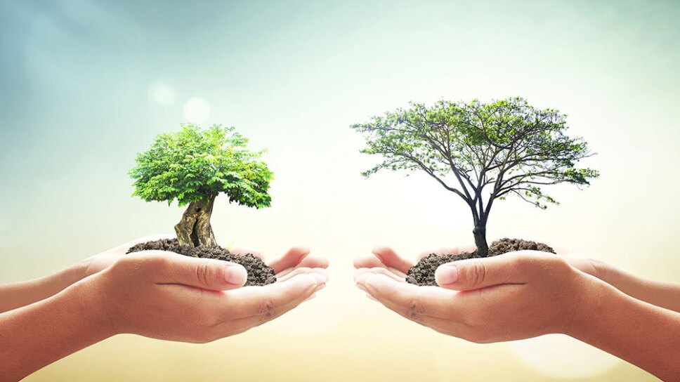 ¿Por qué es importante la reforestación?