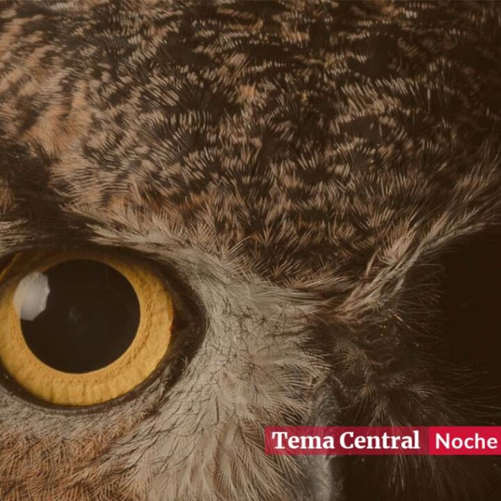 ¿Cómo sobreviven los animales nocturnos?