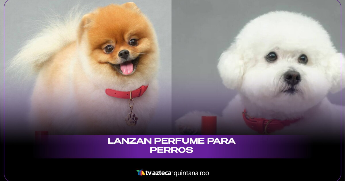 Lujosa marca lanza un perfume para perros; estos son los detalles