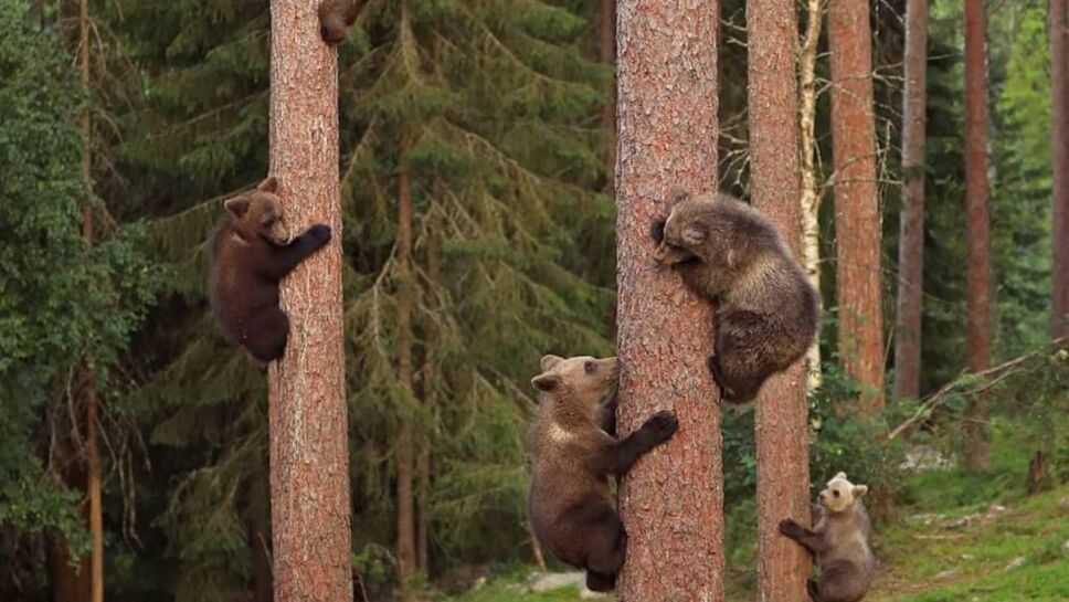 Fotos de osos bebé bailando se hacen virales