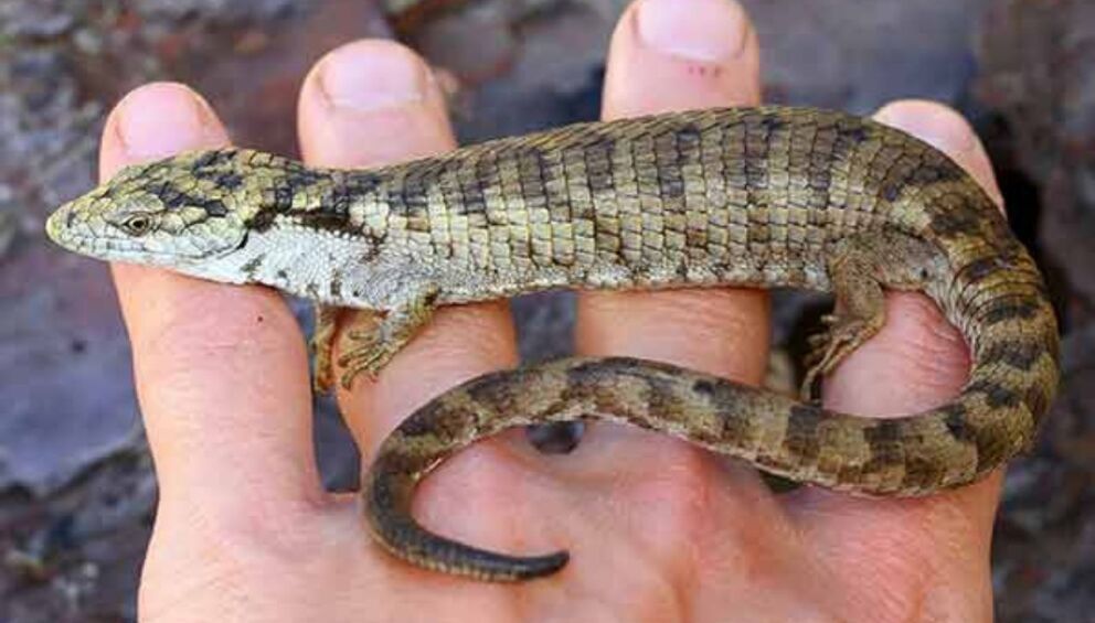 ¿Cómo es la nueva especie de lagartija que la UNAM descubrió en bosques de Chiapas?