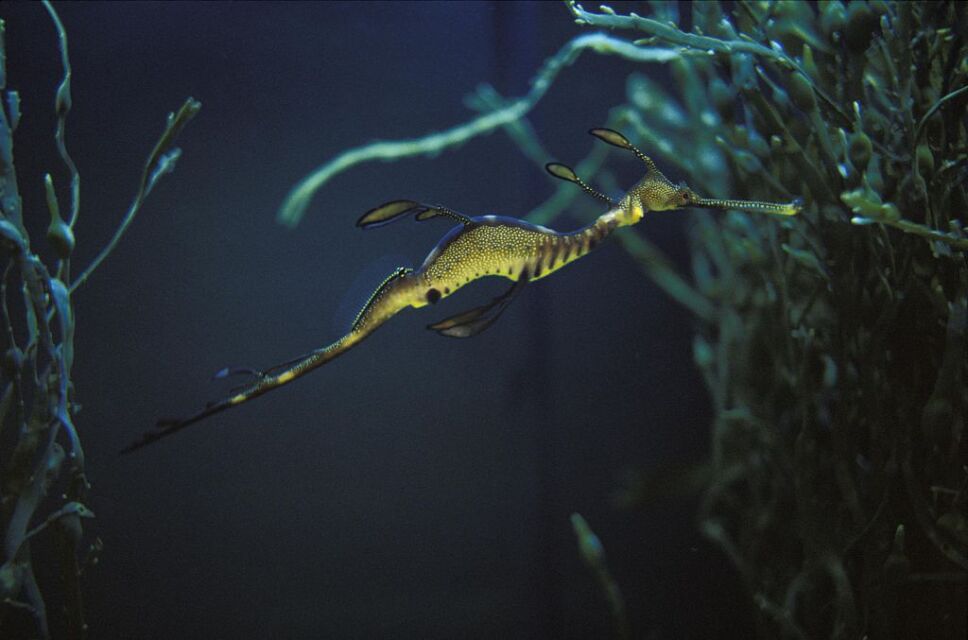 Nacen 24 dragones de mar en acuario de Gran Canaria, España