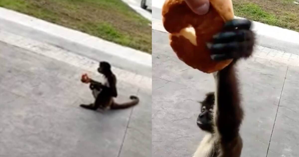 VIDEO: Mono se vuelve viral por comer pan durante la cuarentena