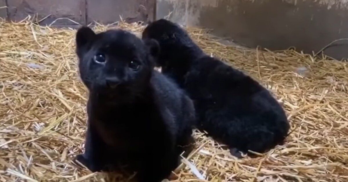 Dos jaguares melánicos nacen en zoológico de Michoacán