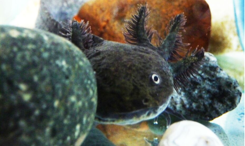 El axolote mexicano lucha por sobrevivir