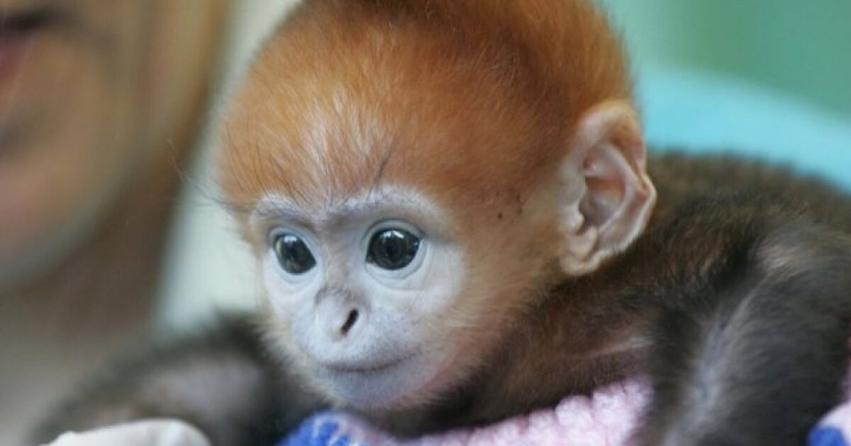 Monos se vuelven más inteligentes tras implante de gen humano