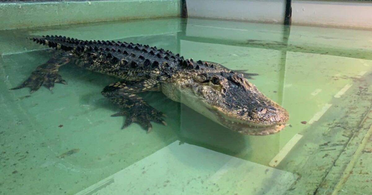 Video: Caimán muerde la mano de su entrenadora y la arrastra al agua