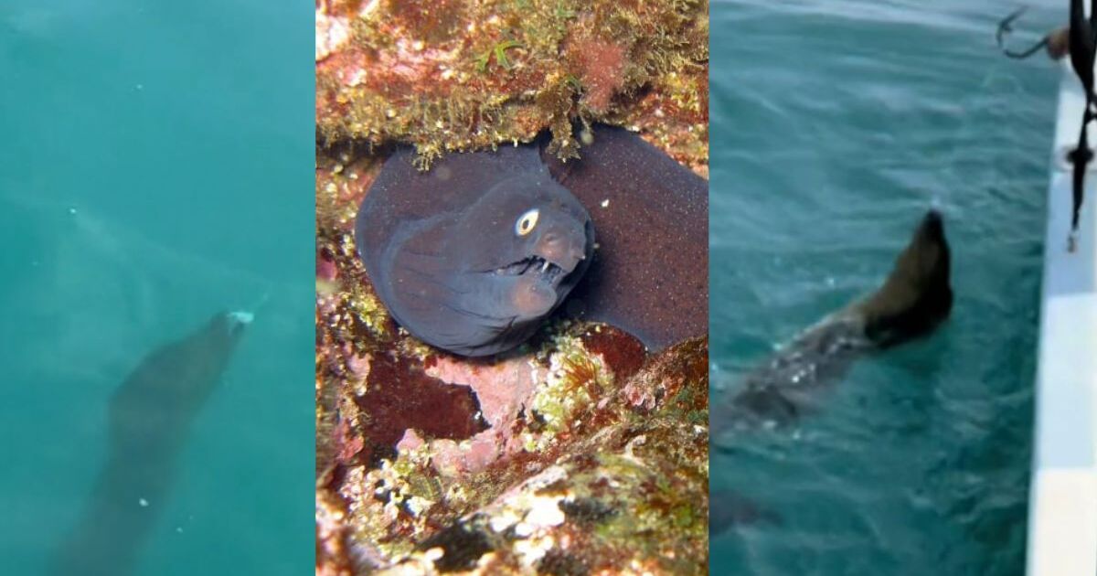 VIDEO: Influencer veracruzano captura aterrador pez morena ¿Es peligroso?