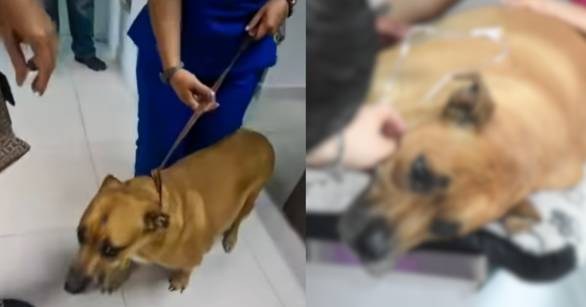 Perro Loki recibe transfusión de sangre de Figo, binomio k9 en ...