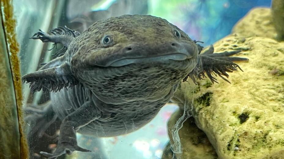 VIDEO: Día del Ajolote Mexicano; sobrevive en Xochimilco CDMX