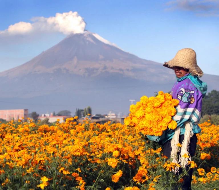 Leyenda y tradición del cempasúchil: la flor que ilumina el camino de ...