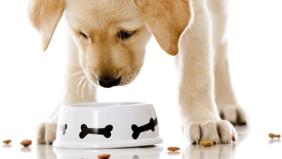 8 cosas que no sabías sobre la comida de tu perro