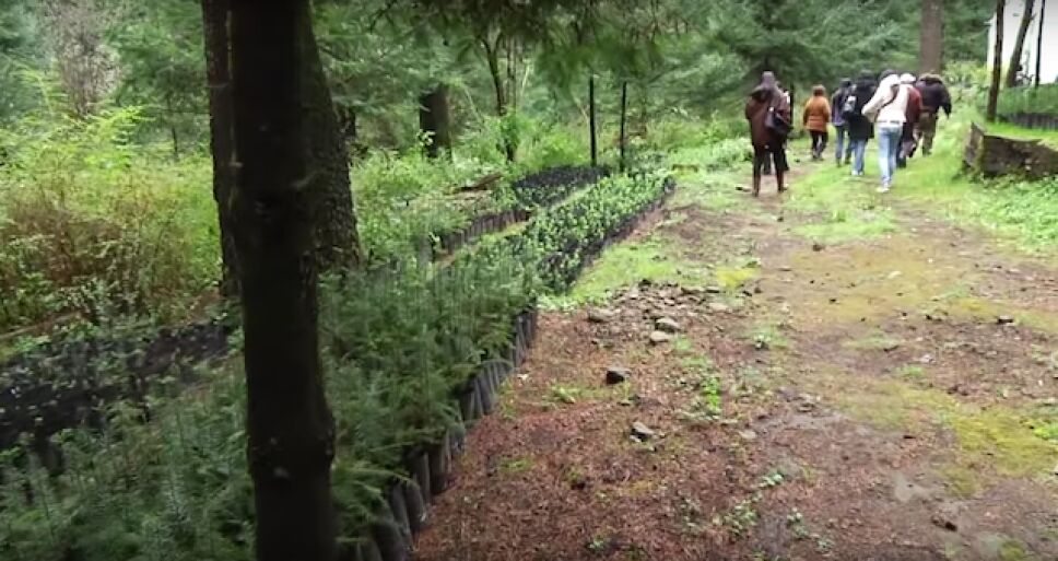 Santa Rosa Xochiac: un caso de éxito forestal