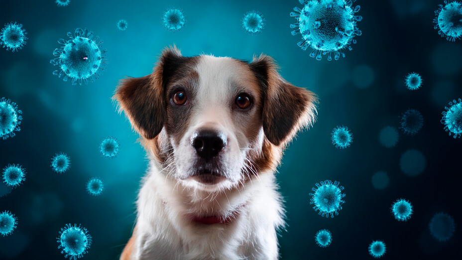 Síntomas del Parvovirus canino en Chiapas ¿Qué es y cómo se transmite?