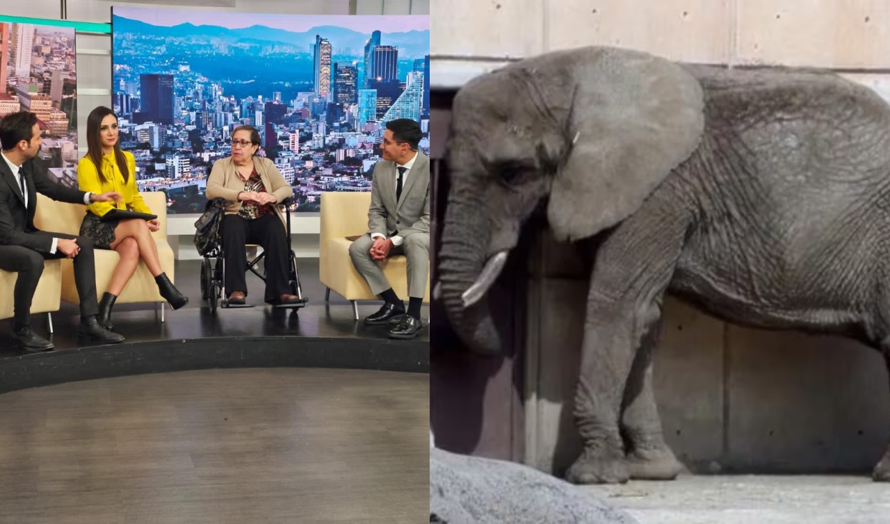 ¿Por qué el caso de la elefanta Ely es analizado por la SCJN? Te decimos