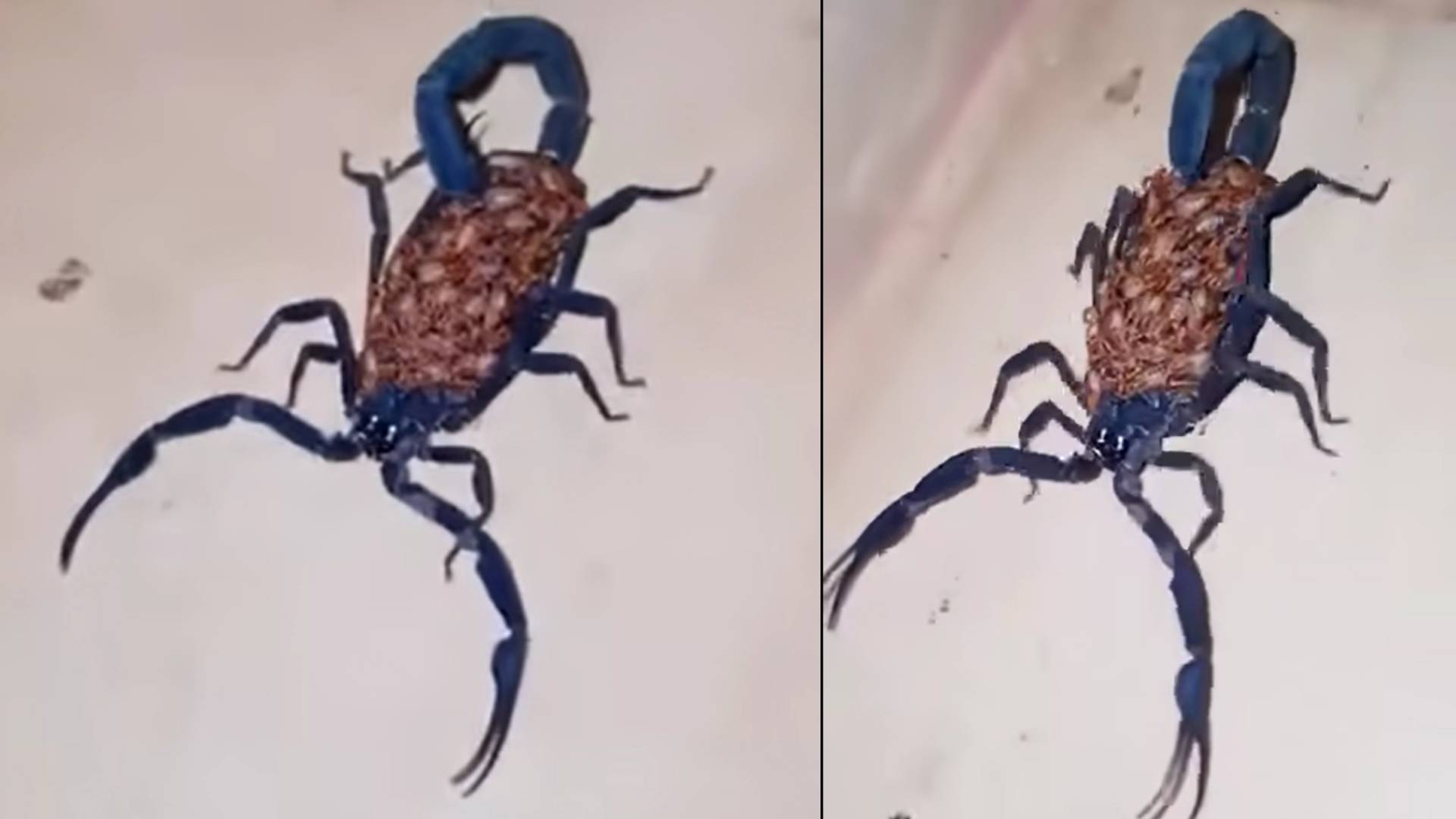 Enorme alacrán azul fue captado dentro de un domicilio en Coahuila