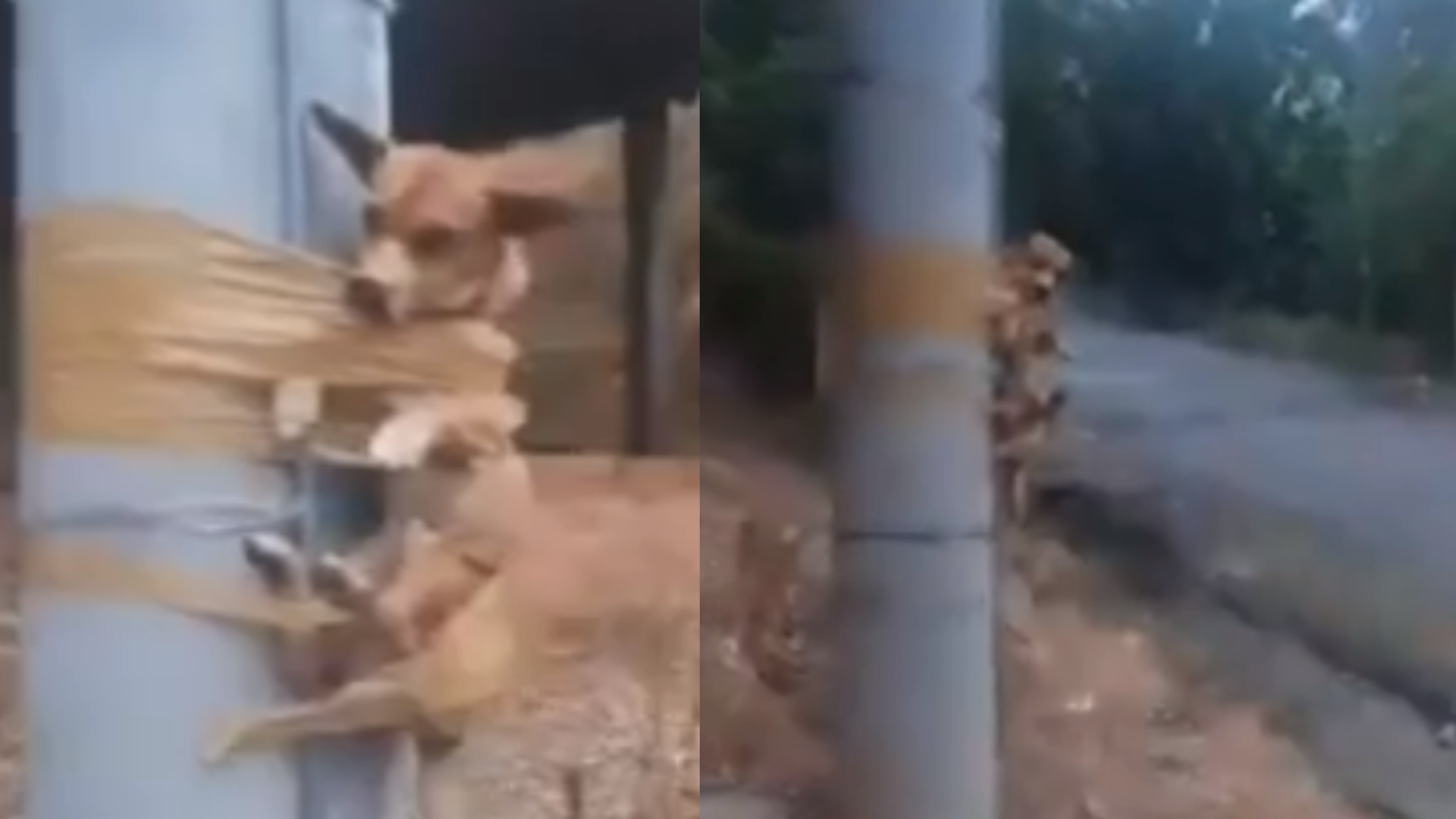 Video de perro amarrado a un poste en Colombia
