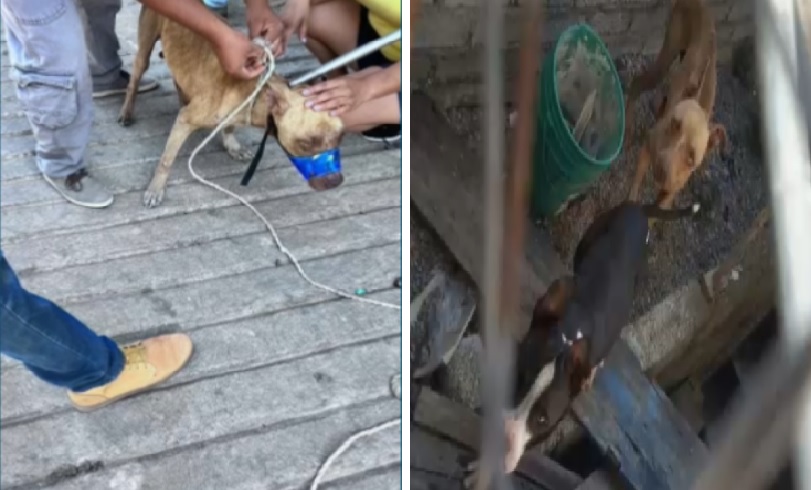 Pagó multa por maltrato animal, tenía a dos perritos en azotea