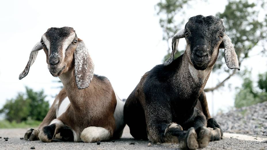 Un zoológico cocina a cabras para una fiesta de fin de año