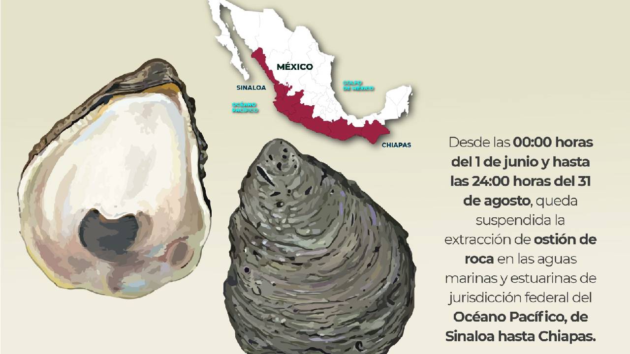 Conapesca anuncia veda del ostión de roca en el litoral del Pacífico ...