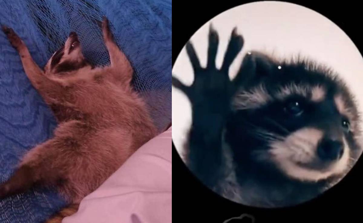 Pedro, Pedro, Pedro: ¿El mapache de la canción es yucateco? Imagen se ...