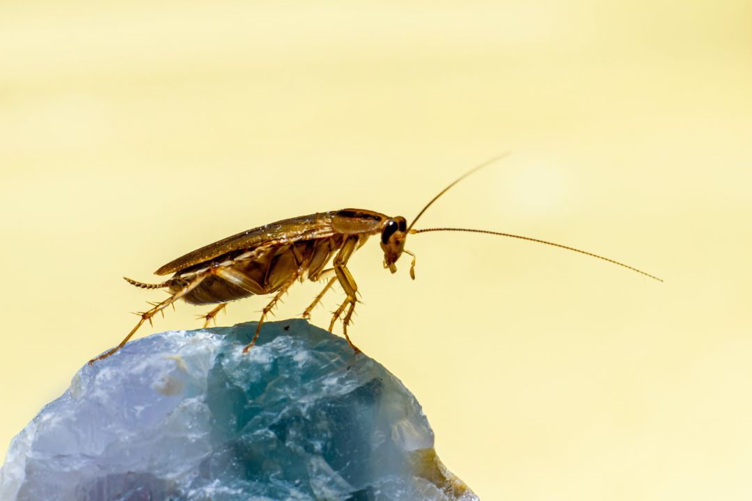 Alertan por aumento de supercucarachas en México; así afectaría a ...