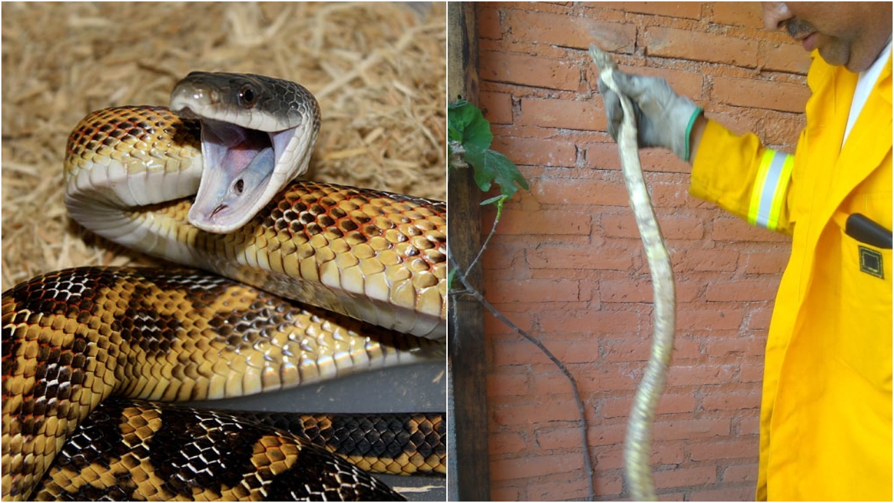Capturan serpiente gigante de más de dos metros en Aguascalientes