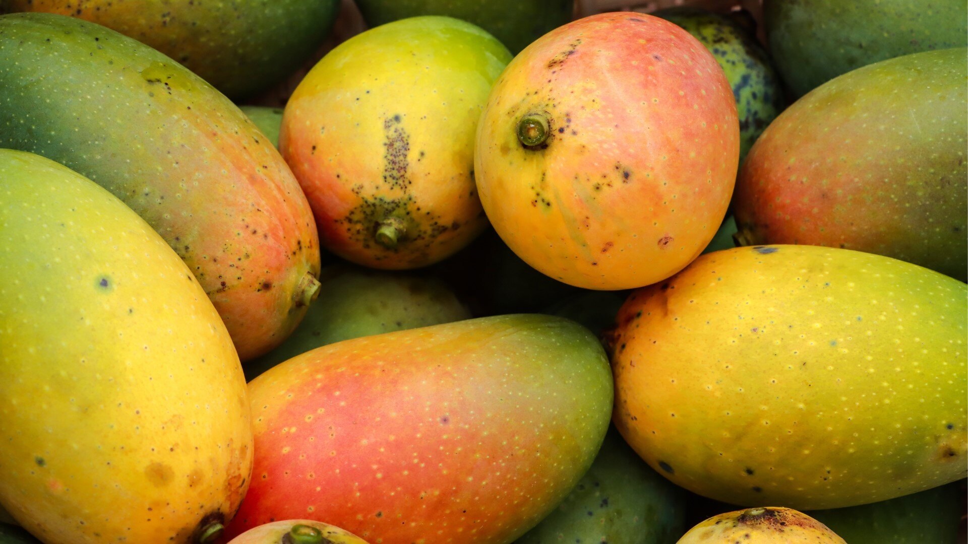 México y el mango, el camino hacia el liderazgo mundial en exportación