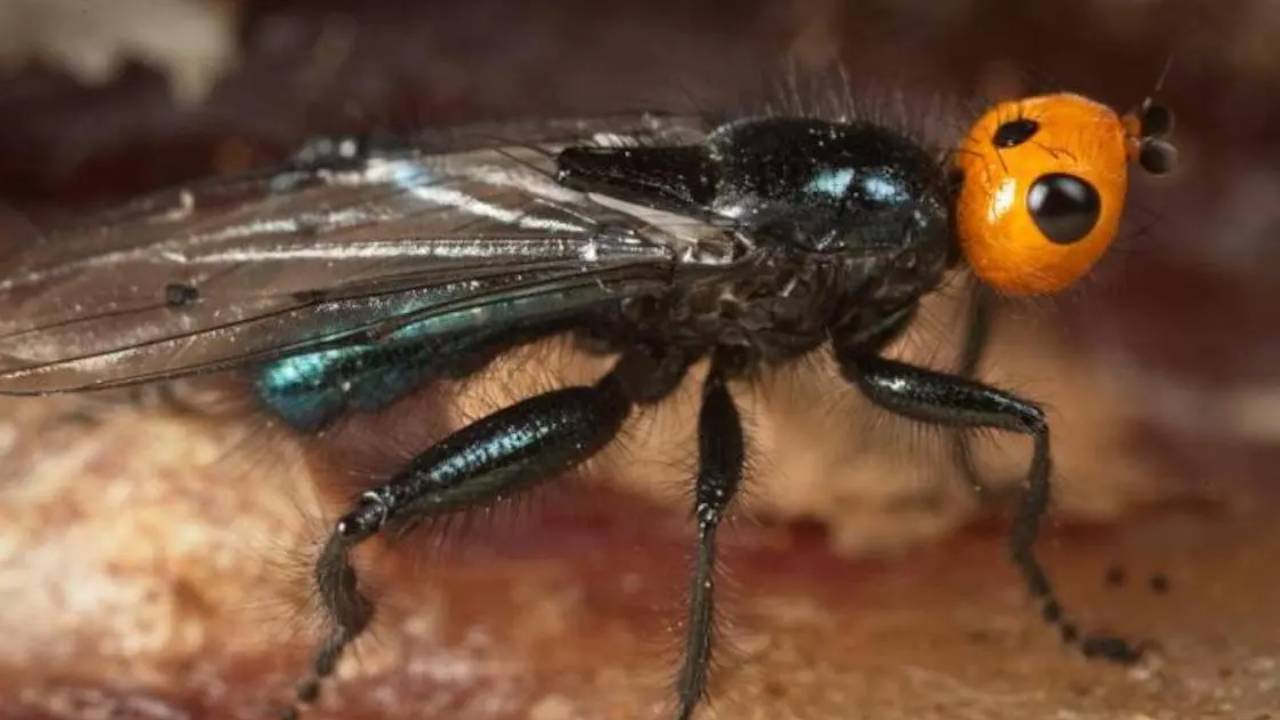 Encuentran mosca carnívora, extinta desde hace 100 años
