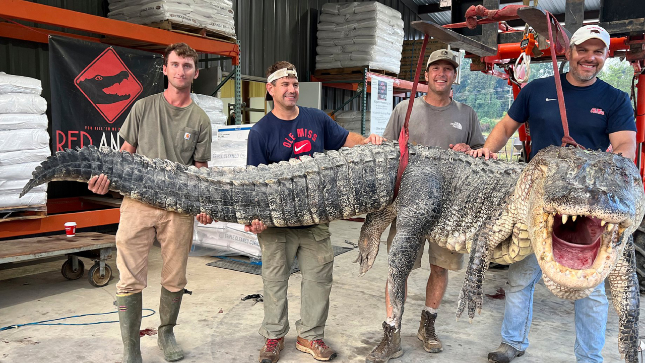 Atrapan gigantesco caimán de casi media tonelada