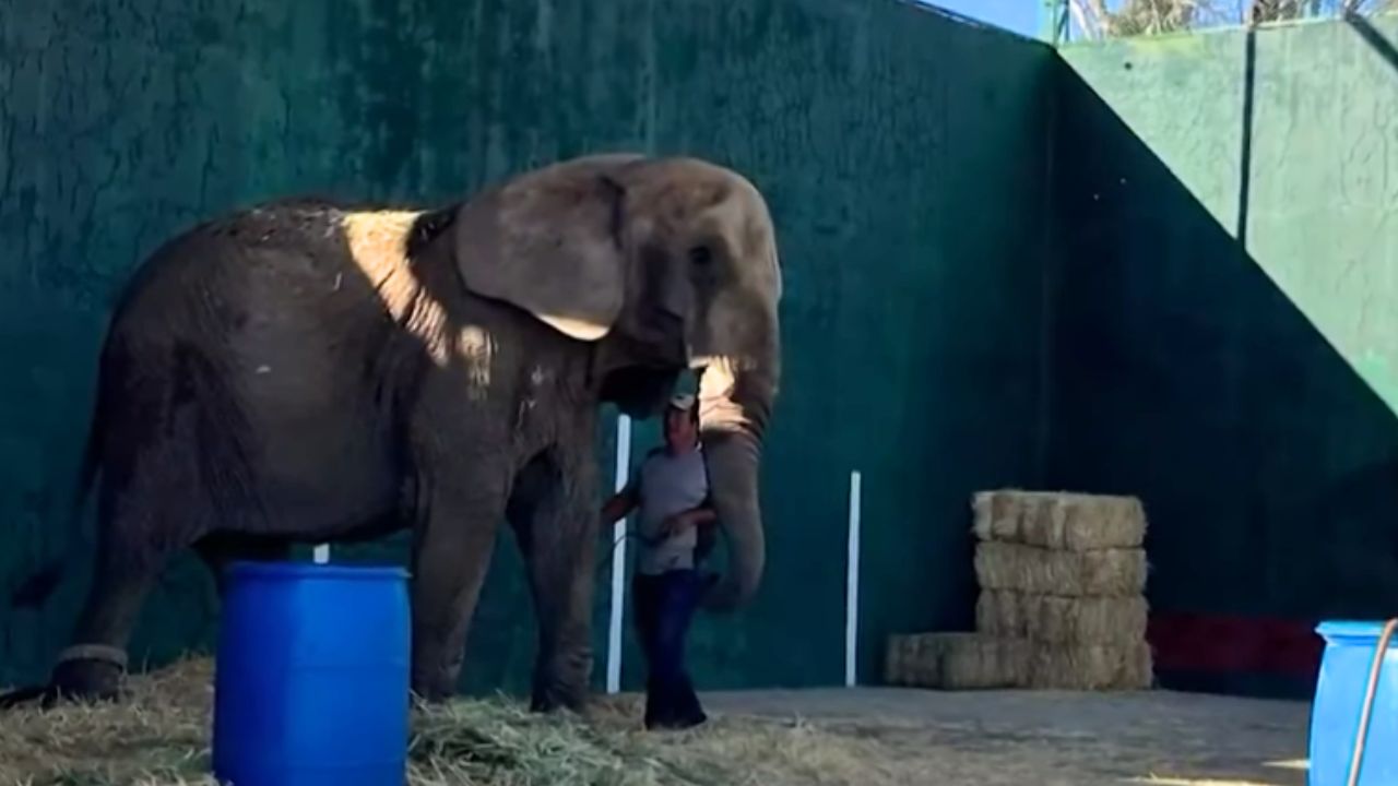 Elefanta Annie, abandonada en Lagos de Moreno, es asegurada y por Profepa