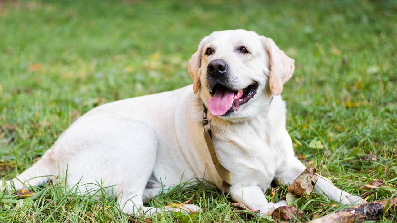 Empleado de pensión canina le quita la vida a un perro labrador y ...