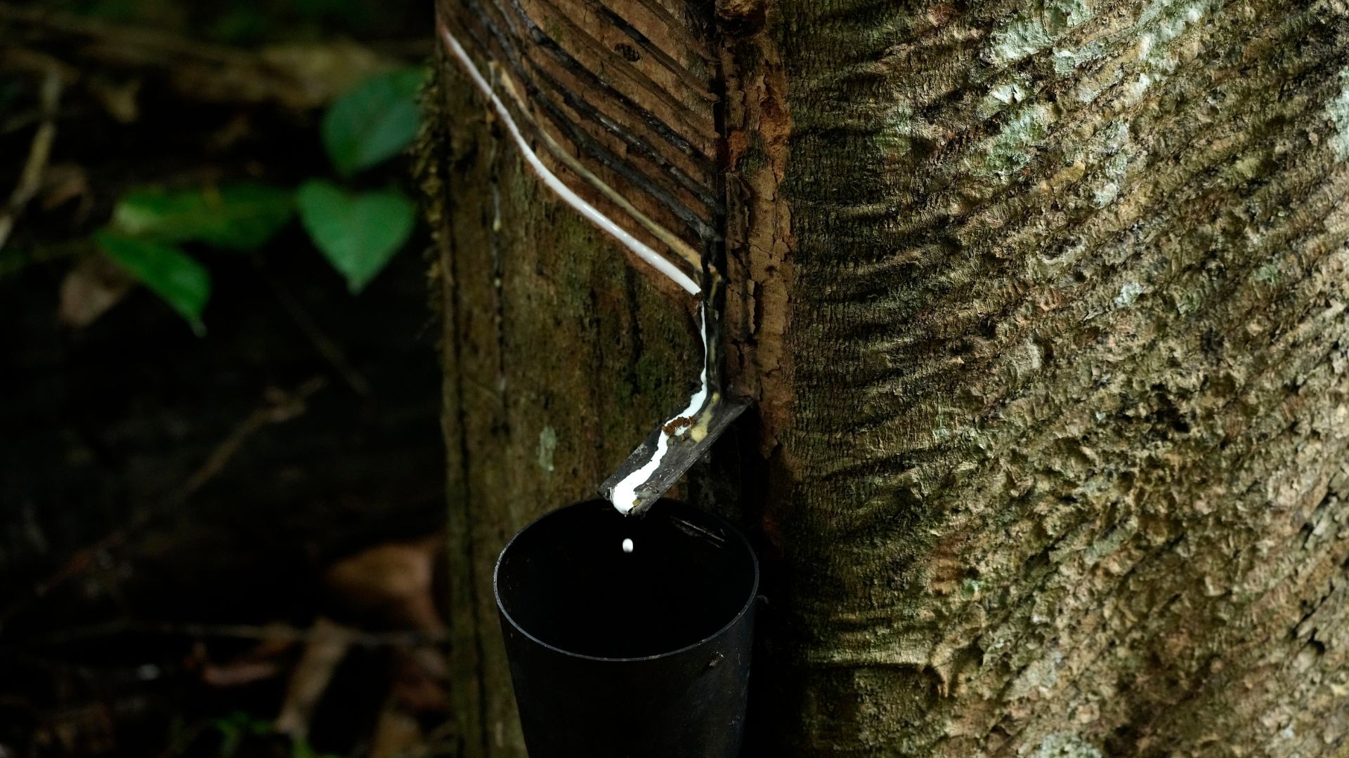 Calzado de lujo impulsa caucho sostenible en la Amazonía