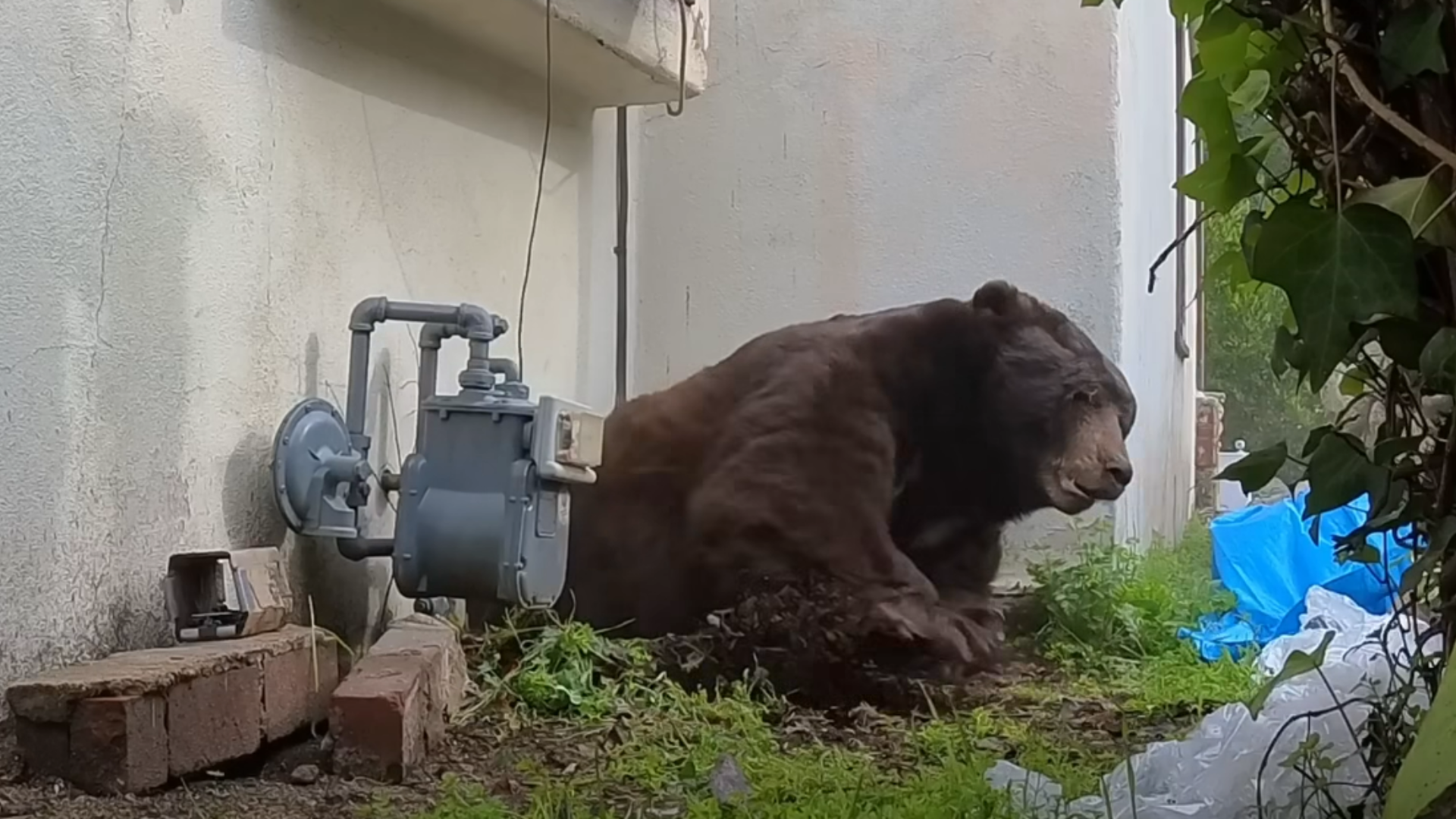 Oso negro vive un mes debajo de una casa en California y es rescatado