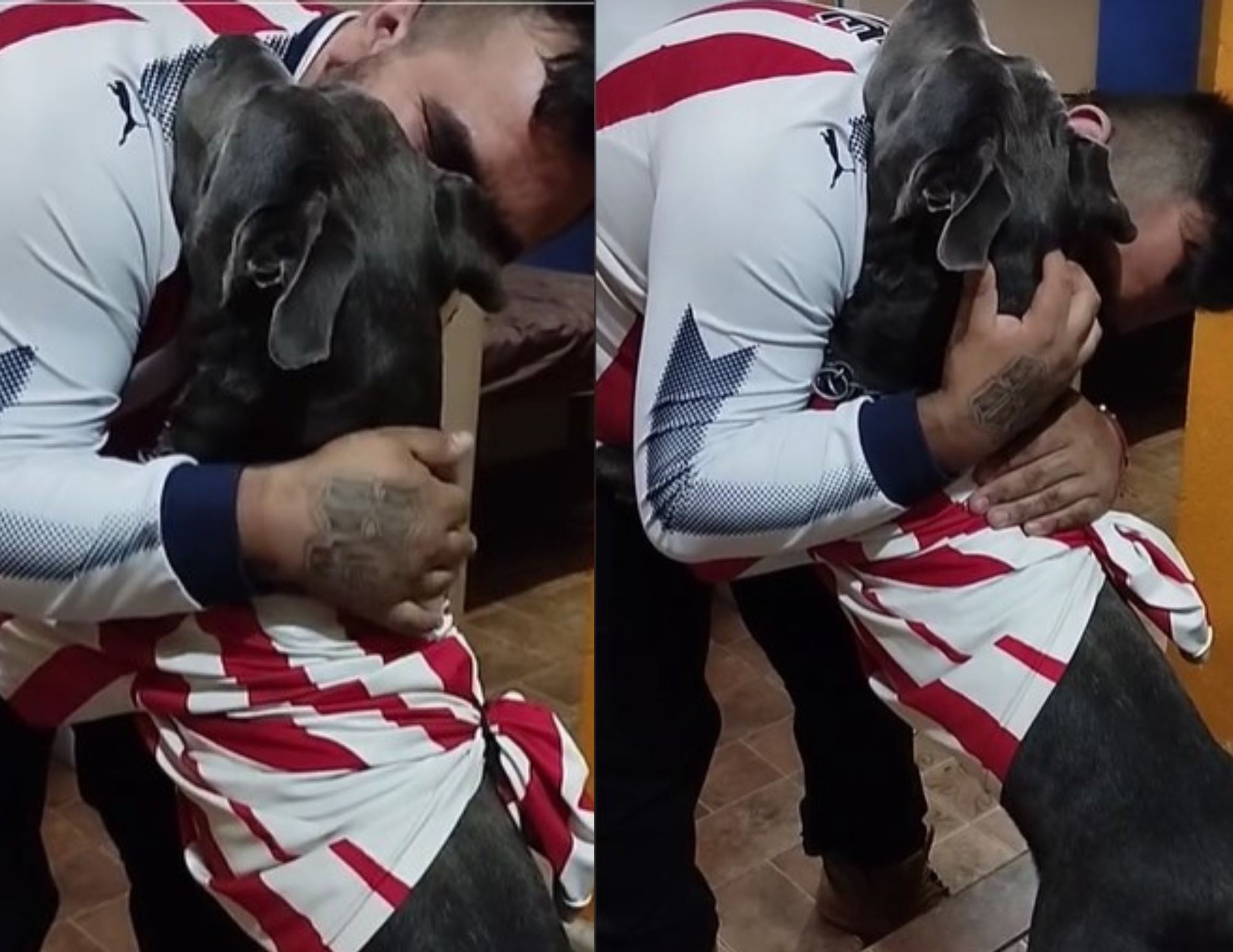 Perrito llora con su dueño por derrota de Chivas en la final