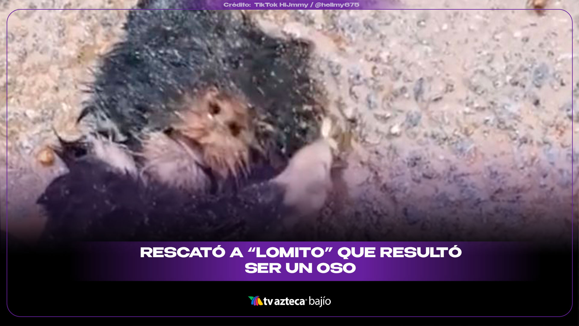 Joven rescata a “perrito” en la lluvia y descubre que en realidad era ...