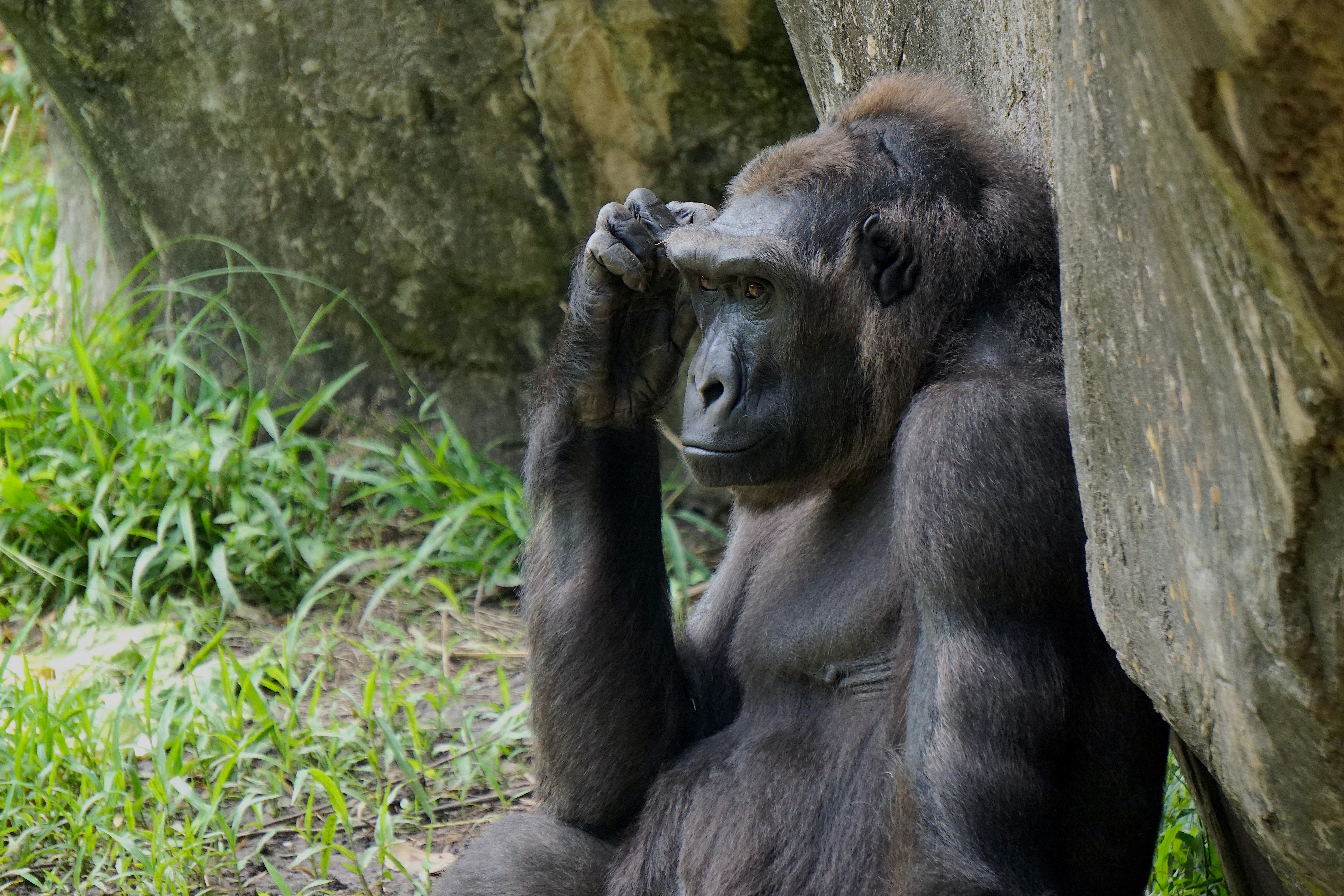Koko, la gorila que aprendió a hablar como los humanos