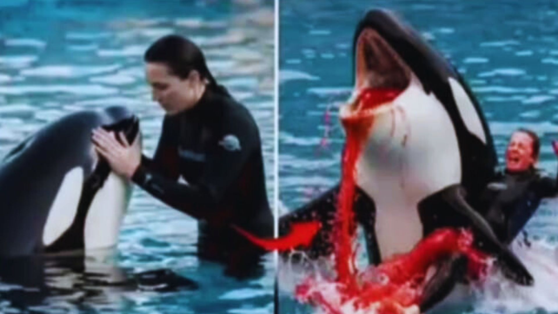 Video de Jessica Radcliffe y la orca: la impactante historia que arrasa en redes sociales