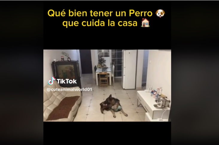 Perrito recibe a repartidor y luego lo corre, nadie le firmó