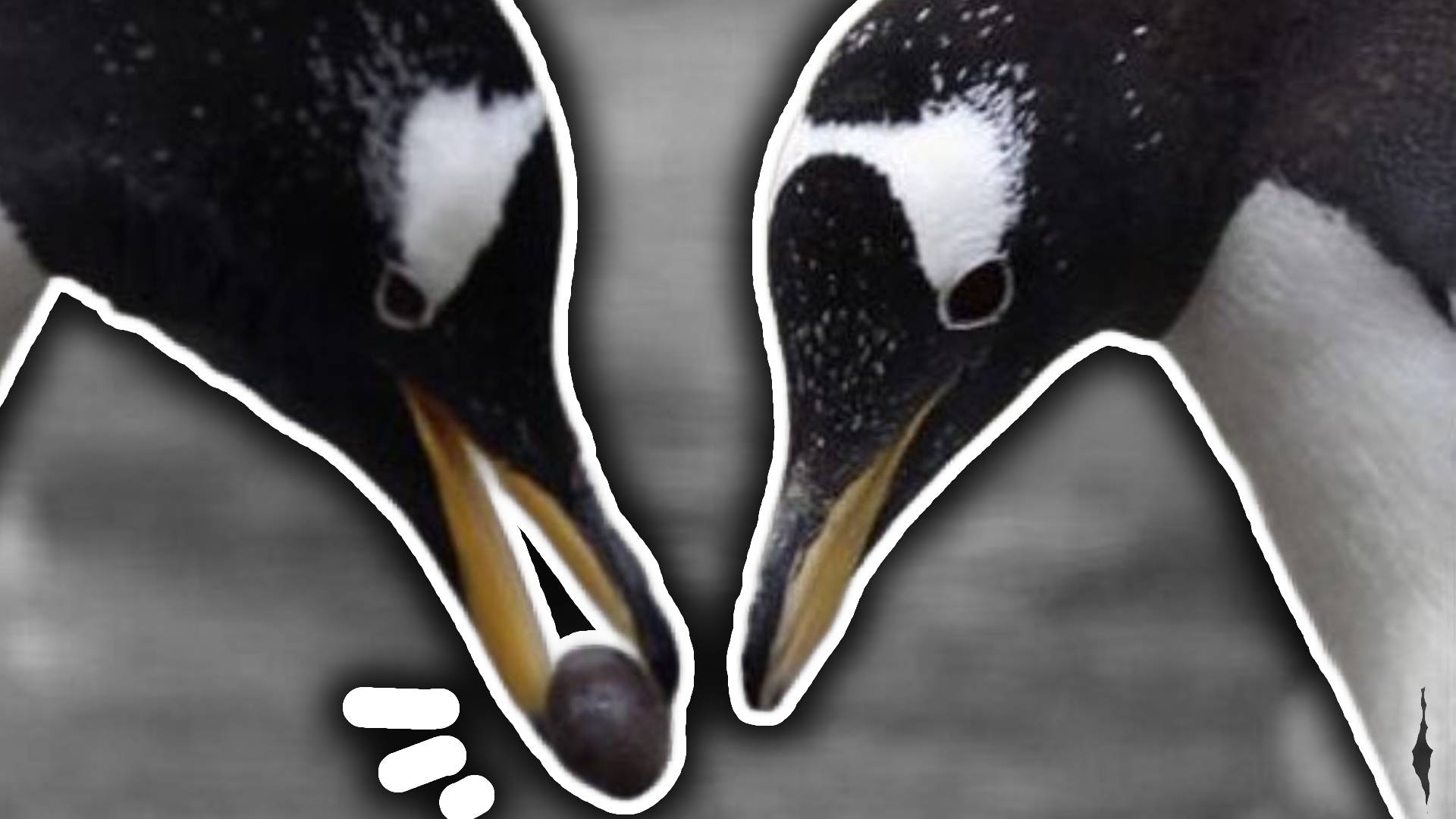 Cómo eligen los pingüinos a su pareja: Proceso de Cortejo y Ritual de ...
