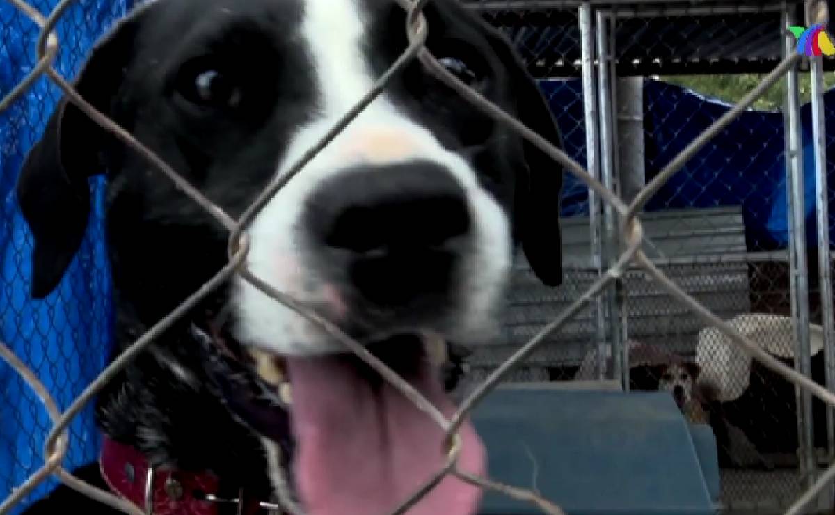 Silao: denuncian que en centro de control mataban perros a palazos