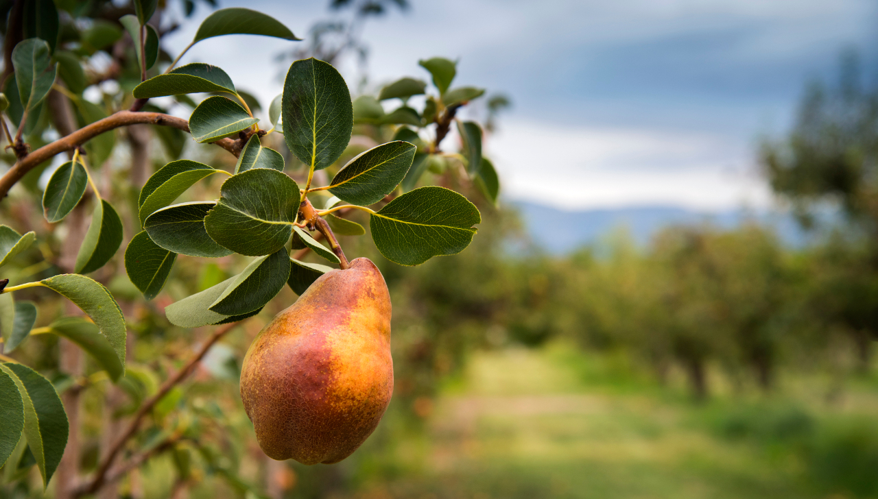 El árbol ideal para plantar en tu casa y tener ricos frutos mientras ...