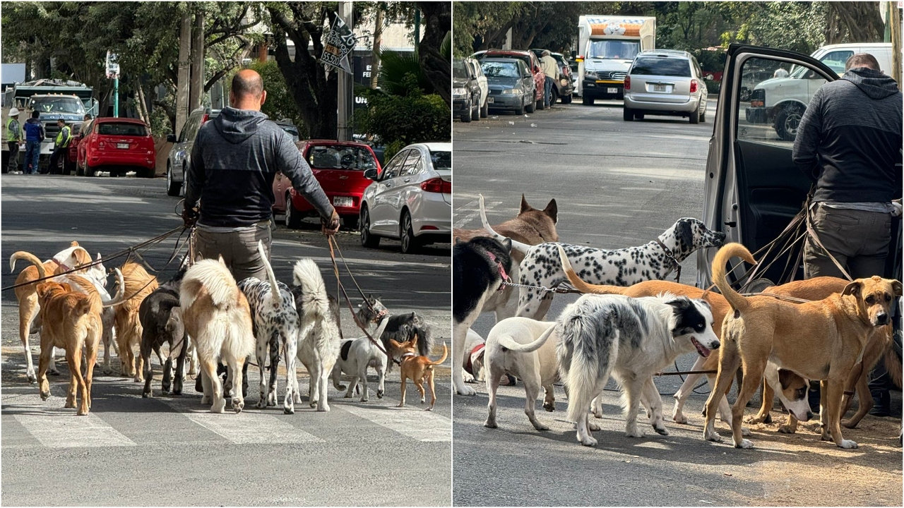 Qué Calificaciones Necesitas Para Ser Un Paseador De Perros