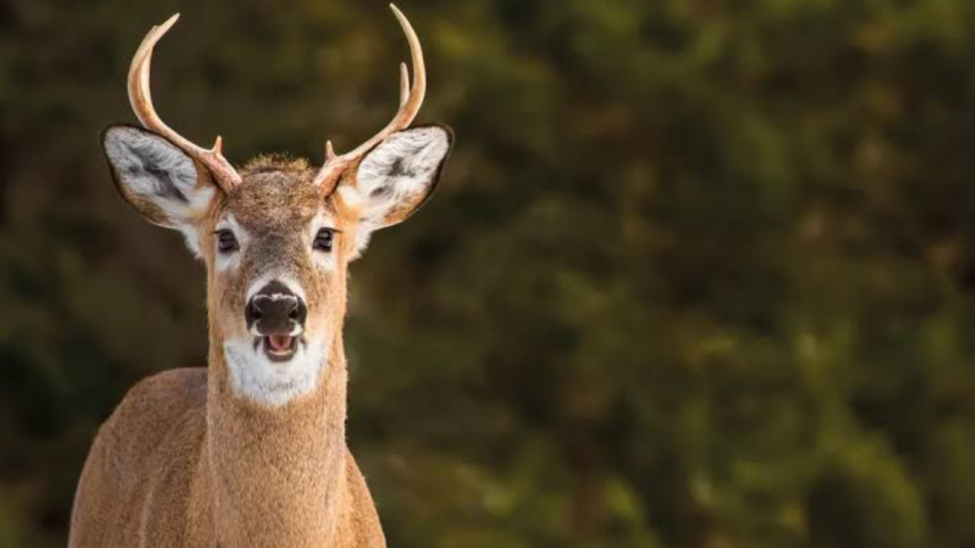 Venado atropellado en Real Montejo de Yucatán desata movilización ...