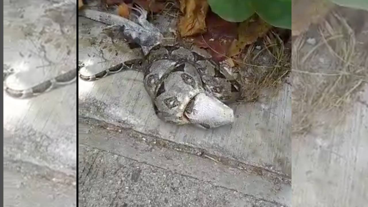 VIDEO: Sorprende boa constrictor a trabajadores de hotel en Cancún; tenía a su presa
