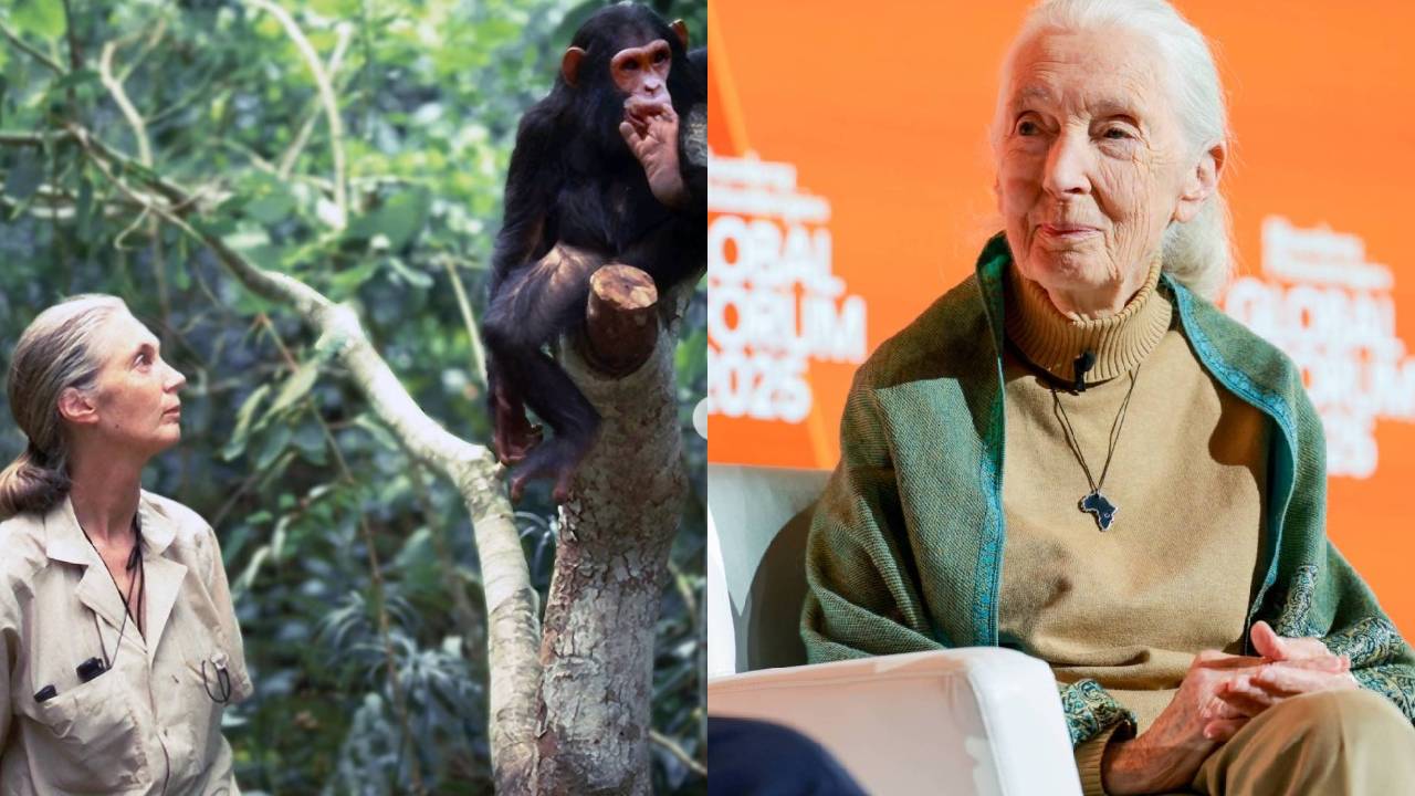 Jane Goodall: muere pionera en el estudio de los chimpancés y defensora ...